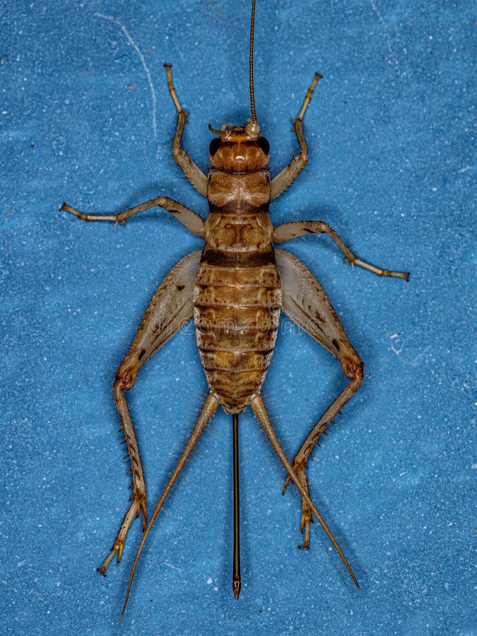 Female Field Cricket stock photo. Image of invertebrate - 250654498