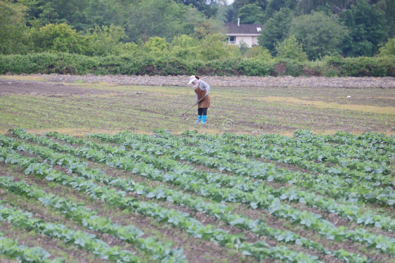 Female Field Worker stock photo. Image of working, adult - 93646304