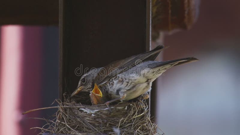 Female Fieldfare on the Nest Stock Footage - Video of wildlife, fauna ...