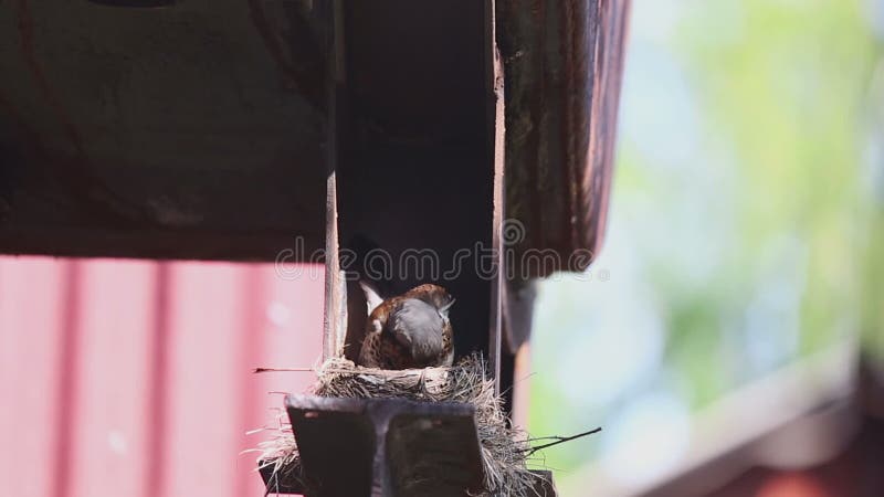 Female Fieldfare on the Nest Stock Video - Video of nurture, nature ...