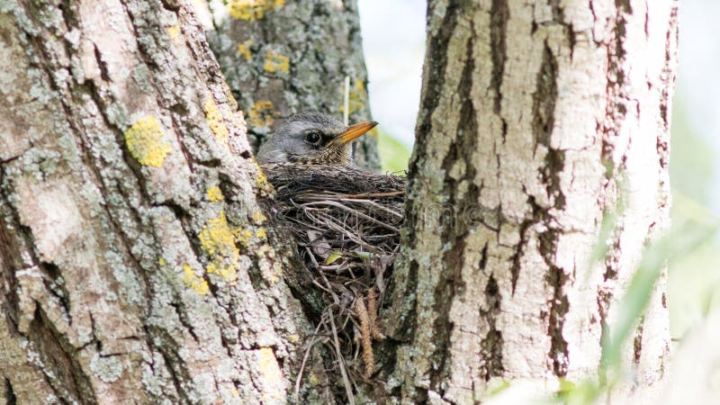 Female Fieldfare Thrush Sits on a Nest Built on a Tree Stock Image ... Female Fieldfare Thrush Sits on a Nest Built on a Tree Stock Image ...