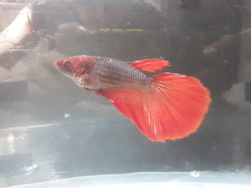 Female fighter fish stock image. Image of betta, fish - 220449433