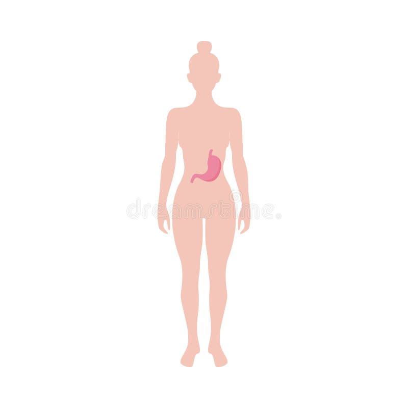Anatomical Medical Scheme of Respiratory System Vector Illustration ... Anatomical Medical Scheme of Respiratory System Vector Illustration ...