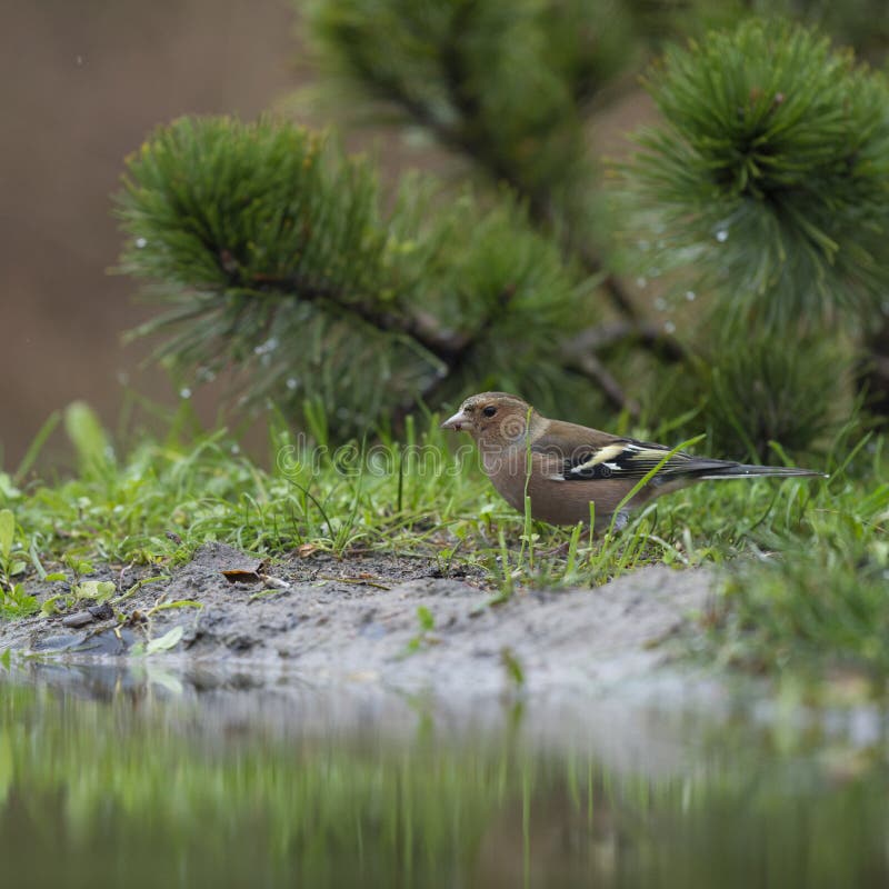 Female finch on branch stock photo. Image of resting - 95421622