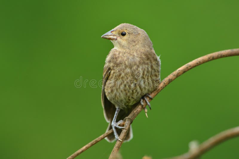 A Female Finch stock photo. Image of bird, beak, green - 64003446