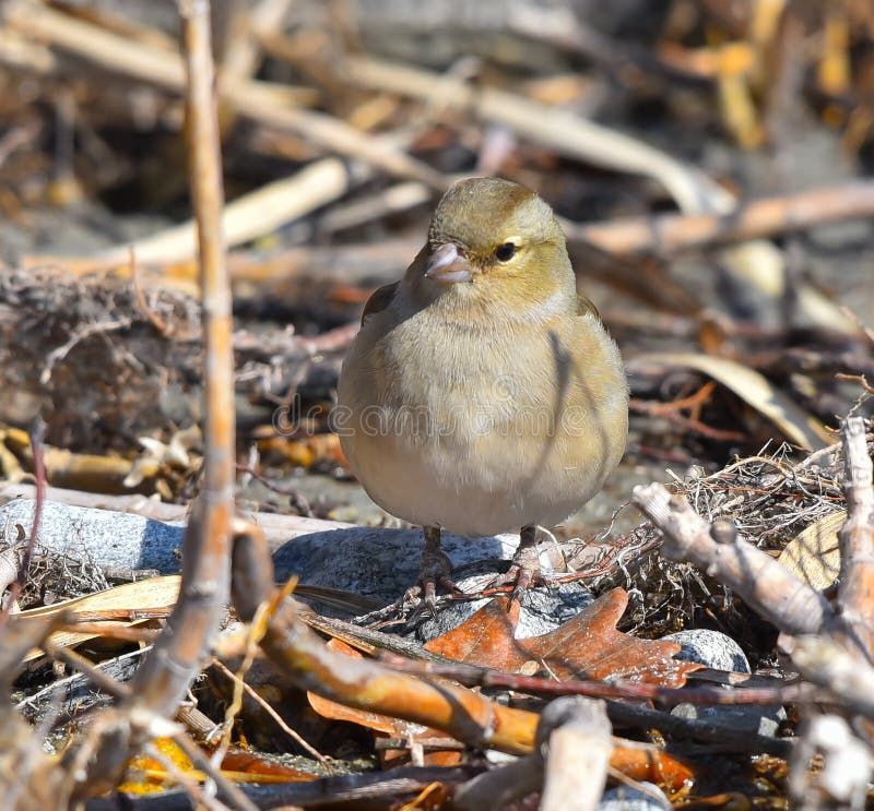 Female Elk Stops Grazing To Look at the Camera Stock Image - Image of ...