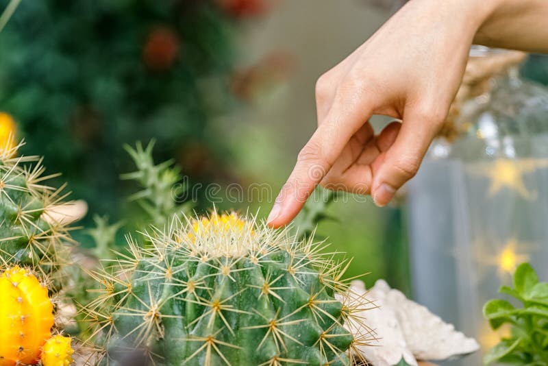 Female Finger Touching Prickly Green Cactus Stock Image - Image of ...