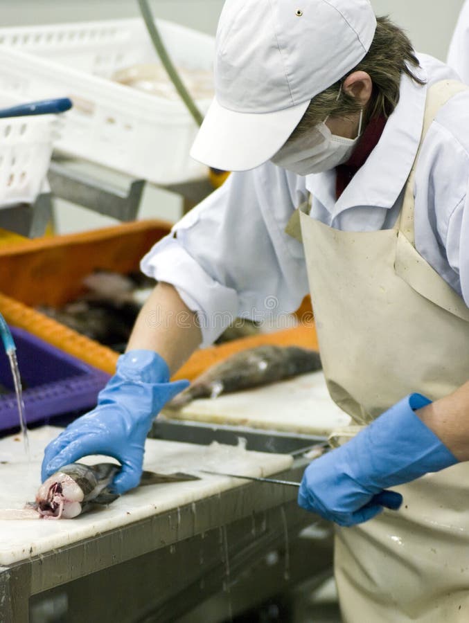Female Fish Cutter in Action Stock Image - Image of factories, knife ...