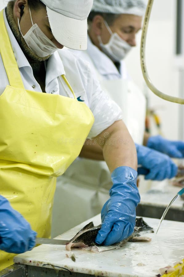 Female fish cutter at work stock photo. Image of fishes - 6772814