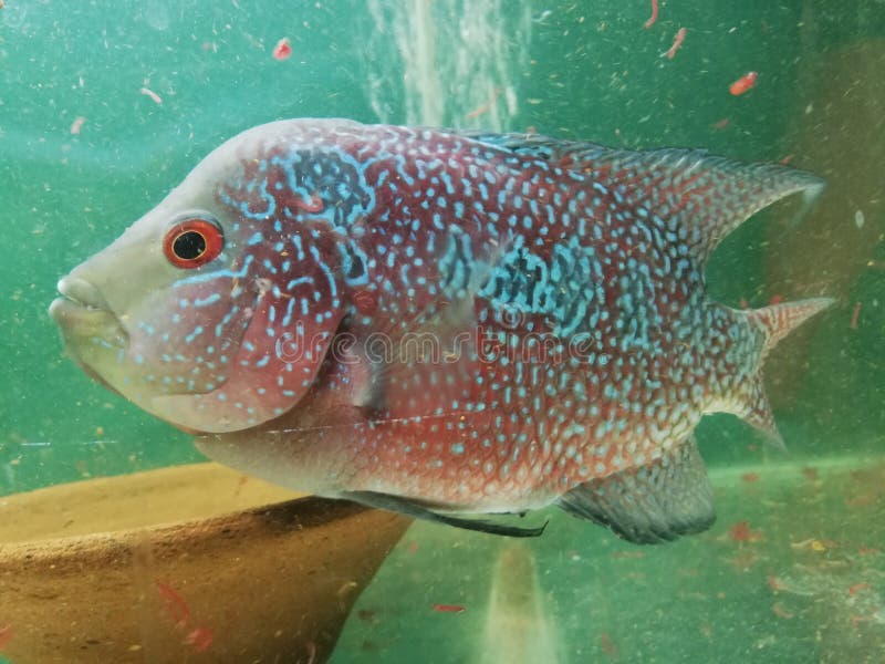 Female Flowerhorn Fish with Spots Red Colour Stock Photo - Image of ...