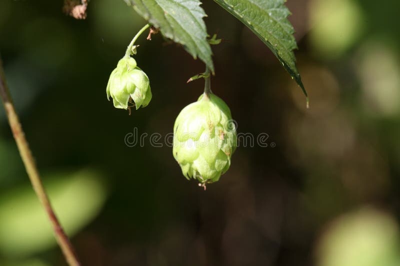 Female Flower of Hop (Humulus Lupulus) Stock Image - Image of autumn ...