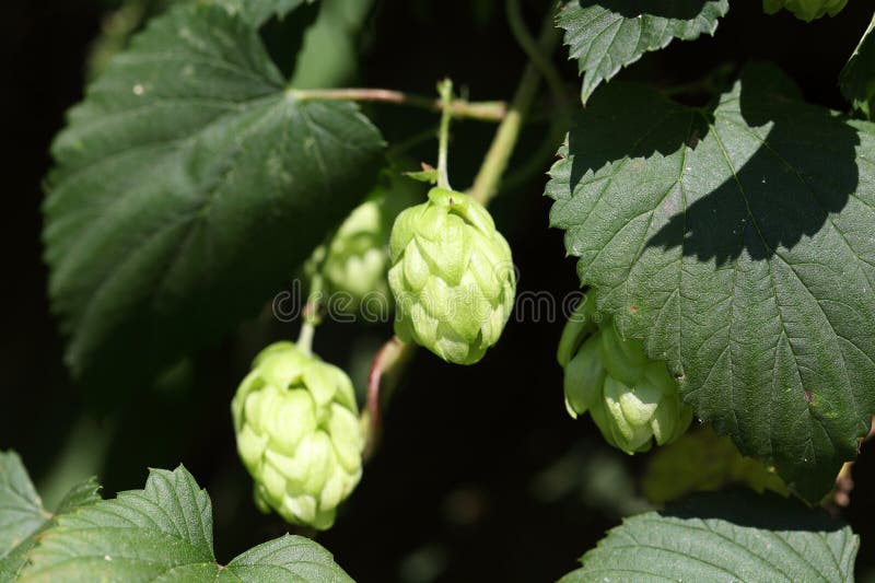 Female Flower of Hop (Humulus Lupulus) Stock Image - Image of autumn ...