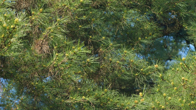 The Female Flowers are Located at the End of the Young Twigs. Pine Tree ...