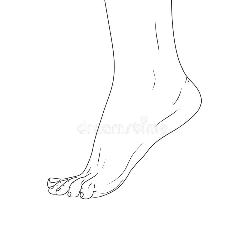 Female Foot Leg Standing On Toes Line Drawing Of Feet Isolated On