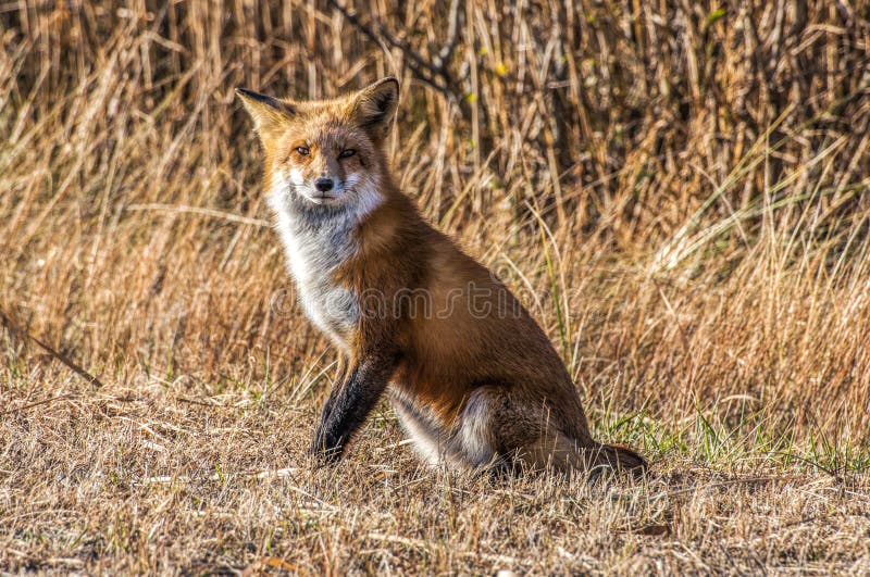 Female Fox 7295 stock image. Image of furry, resting - 37568871