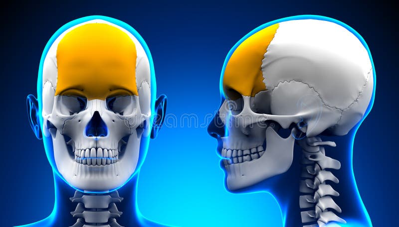 Female Frontal Bone Skull Anatomy - Blue Concept Stock Illustration ...