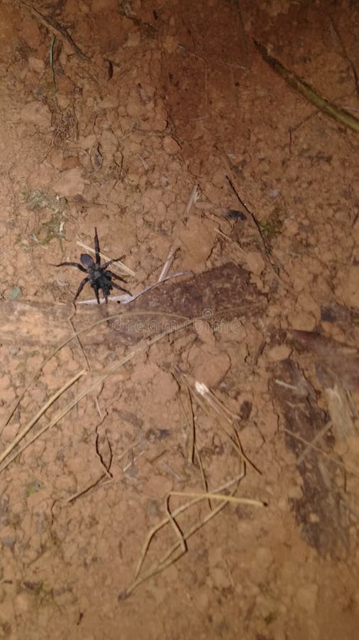 Funnelweb spider stock image. Image of yard, spider - 117914307