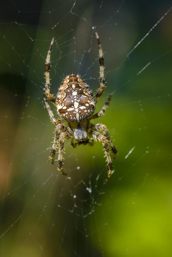 Female of the Garden-spider Sits in the Center of Its Web Stock Photo ...