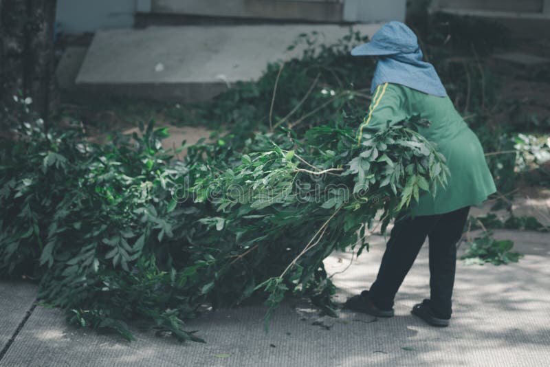 Female Garden Workers Clean Collect Branch Stock Image - Image of ...