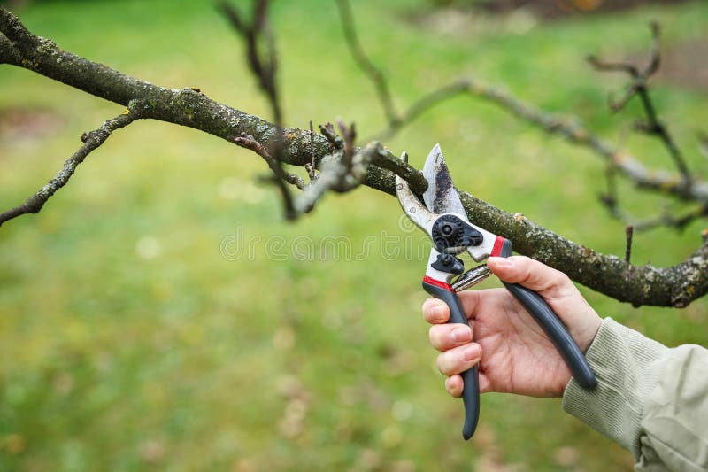 Female Gardener is Cutting Branch of Apple Tree by Using Pruning Shears ...