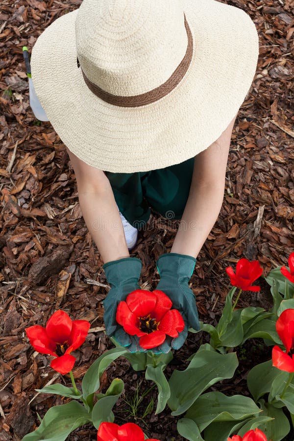 Female Gardener Planting Red Flowers Stock Image - Image of plant ...