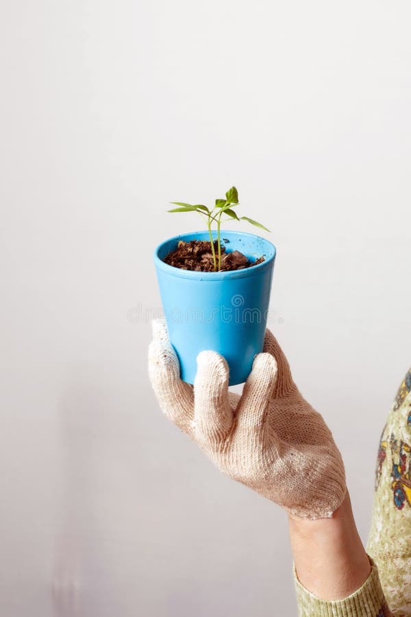 A Female Gardener Shows a Pot with Sprouts after a Pick Stock Photo ...