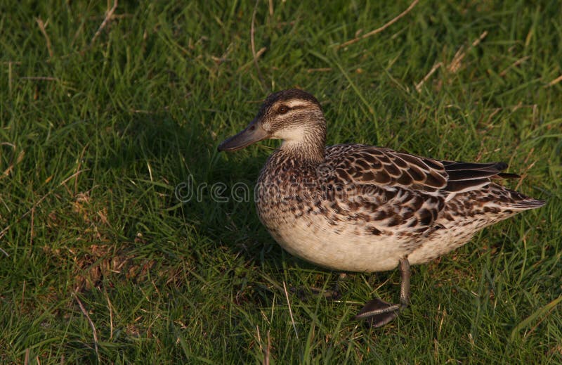 Female Garganey Spatula Querquedula Flying on Water in Winter. Stock ...