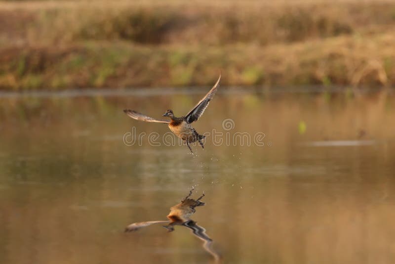 Female Garganey Spatula Querquedula Flying on Water in Winter. Stock ...