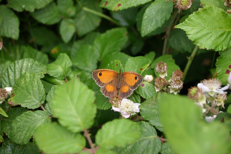 Female Gatekeeper Butterfly Stock Photo - Image of wings, tithonus ...