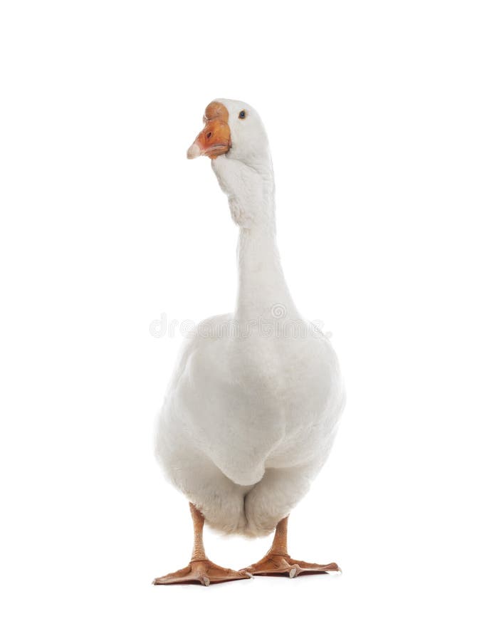 2,084 Geese Isolated White Background Stock Photos - Free & Royalty ...