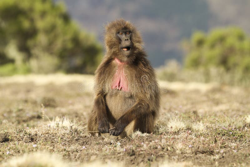 Female Gelada Baboon (Heropithecus Gelada) Stock Photo - Image of ...