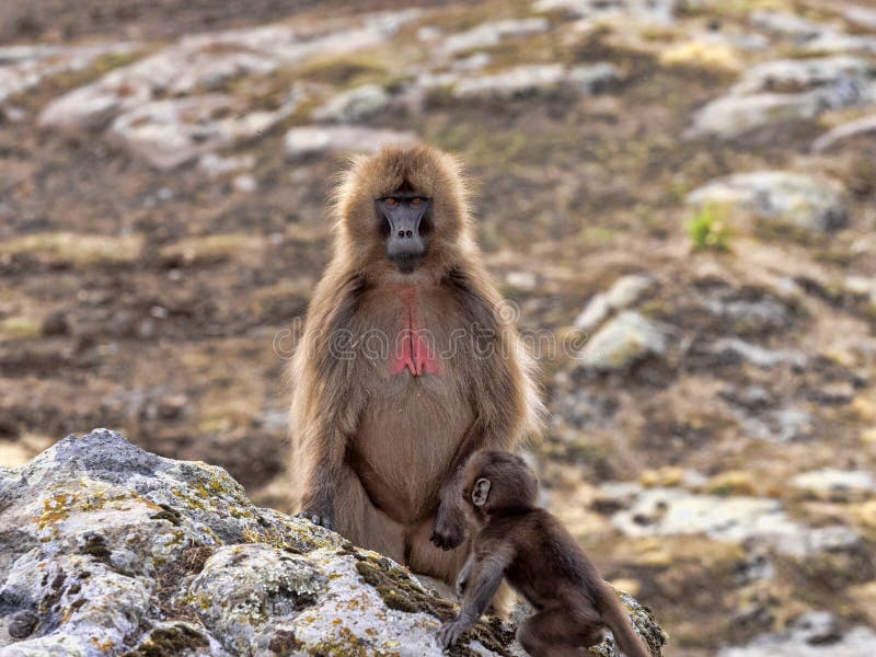 Female Gelada Baboon And Cub Stock Photo - Image of primate ...