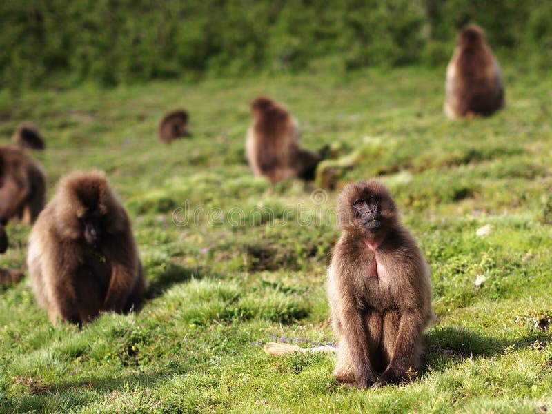 Female Gelada stock image. Image of afro, national, protected - 57865251