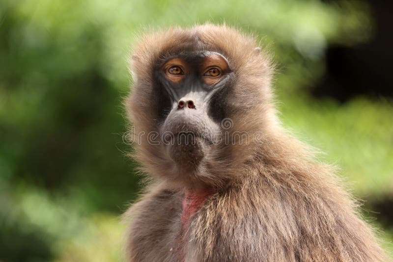 Female Gelada (Theropithecus Gelada) Stock Image - Image of nature ...