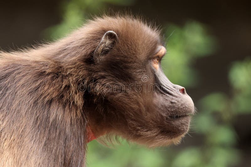 Female Gelada (Theropithecus Gelada) Stock Photo - Image of portrait ...
