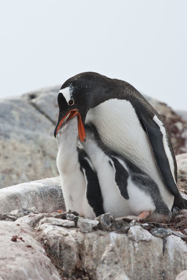 Female Gentoo Penguin Chicks during Feeding Stock Photo - Image of ...