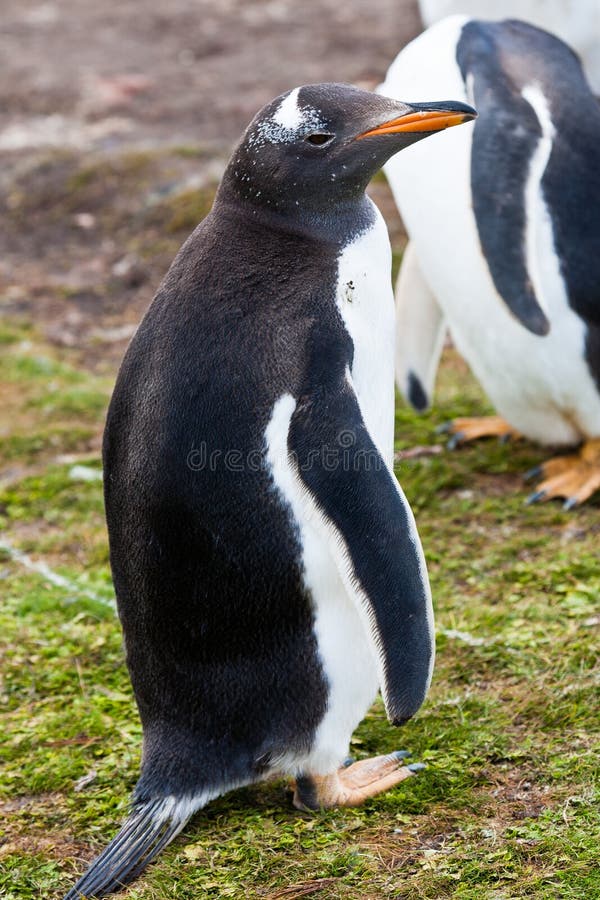 The Female Penguin with Two Chicks Stock Photo - Image of summer, nest ...