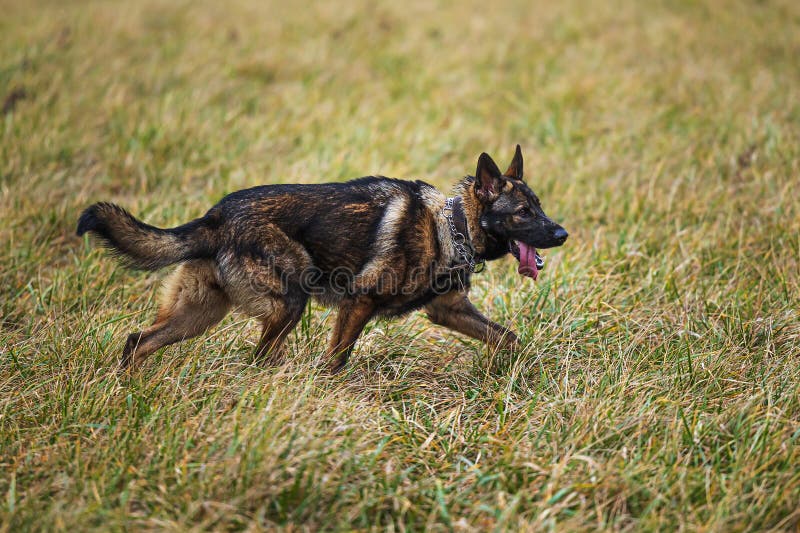 Female German Shepherd Dog in the Grass Stock Image - Image of puppy ...