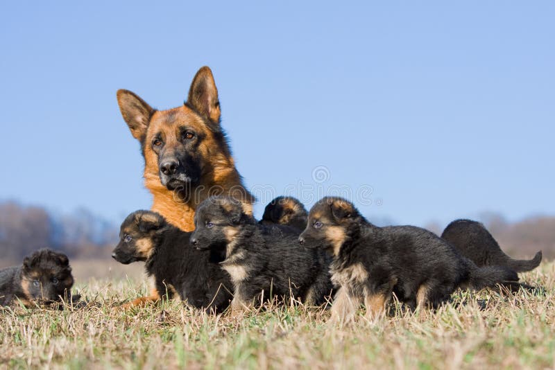 Female German Shepherd Dog with Puppies Stock Image - Image of cute ...