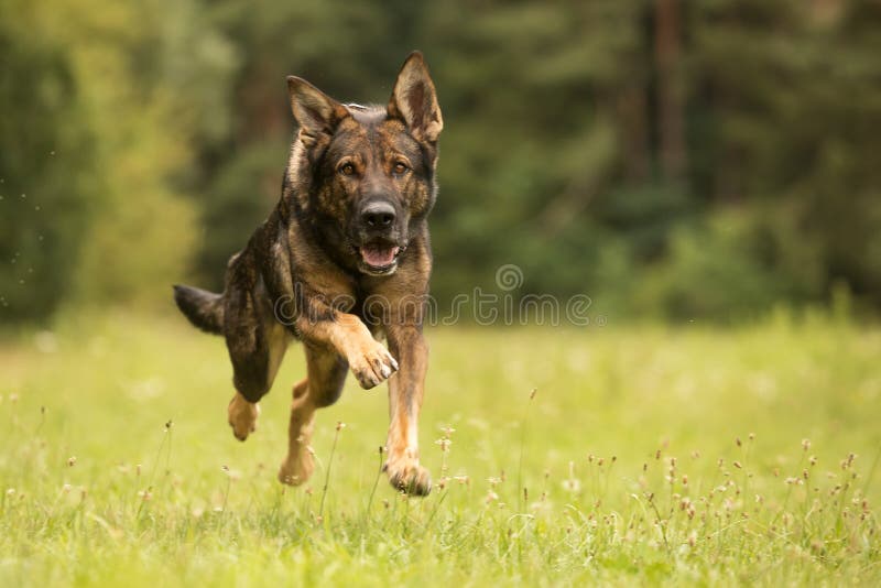 Female German Shepherd Dog when Running Fast, Stopped in Mid-air Stock ...