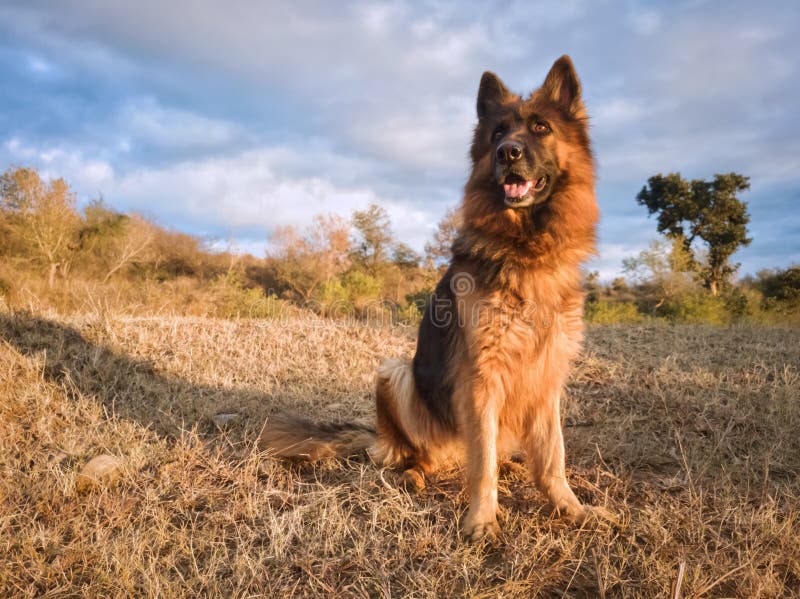 Pakistani Shepherd Dog