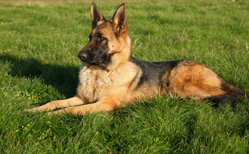 Female German Shepherd on the Grass Stock Image - Image of german ...