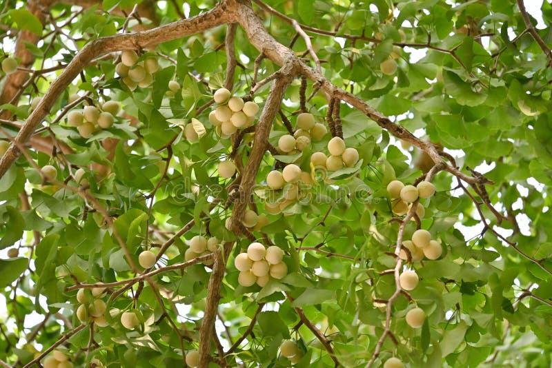 A Female Ginkgo Tree and Ginkgo Nuts. Stock Photo - Image of culture ...