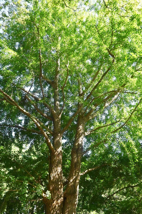 A Female Ginkgo Tree and Ginkgo Nuts. Stock Photo - Image of cuisine ...