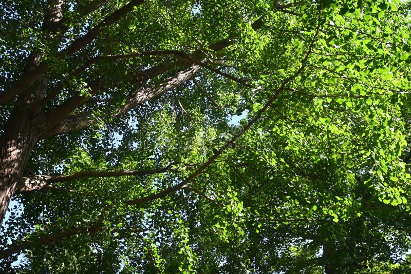 A Female Ginkgo Tree and Ginkgo Nuts. Stock Image - Image of park ...