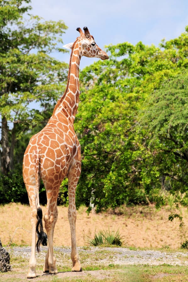 Female giraffe drinking stock photo. Image of close, drinking - 31827382