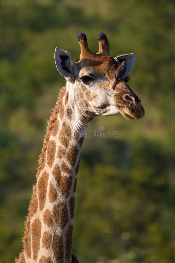 Female giraffe stock photo. Image of bird, field, looking - 26374478