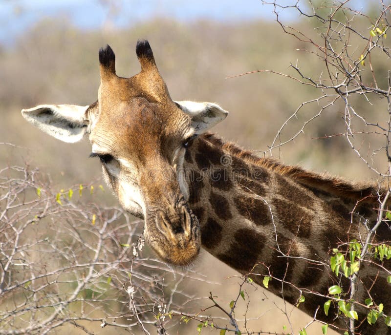Giraffe stock photo. Image of africa, animal, female - 29956192
