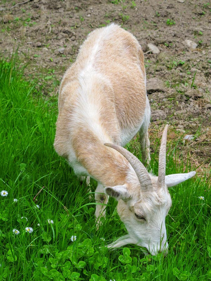 Female Goat stock photo. Image of hair, grassland, graze - 57039906