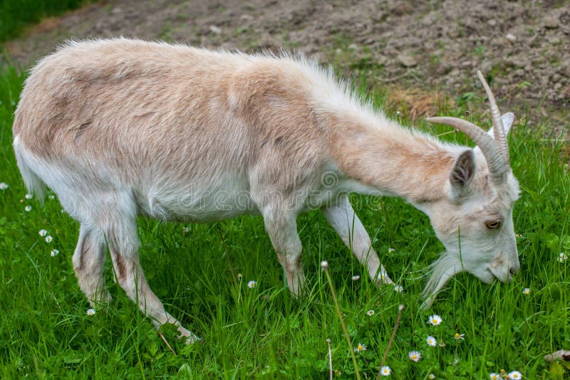 Female Goat stock photo. Image of brown, farm, grass - 57683264
